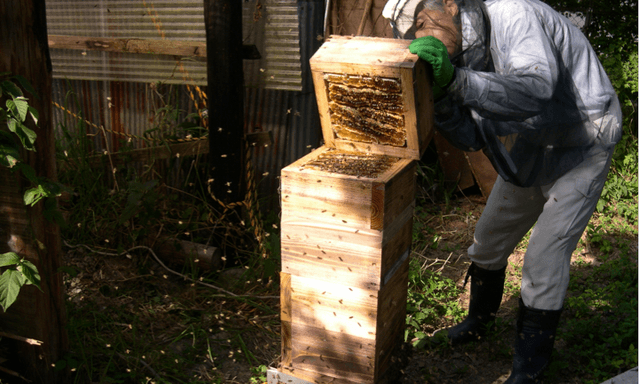 Japanese natural beekeeping