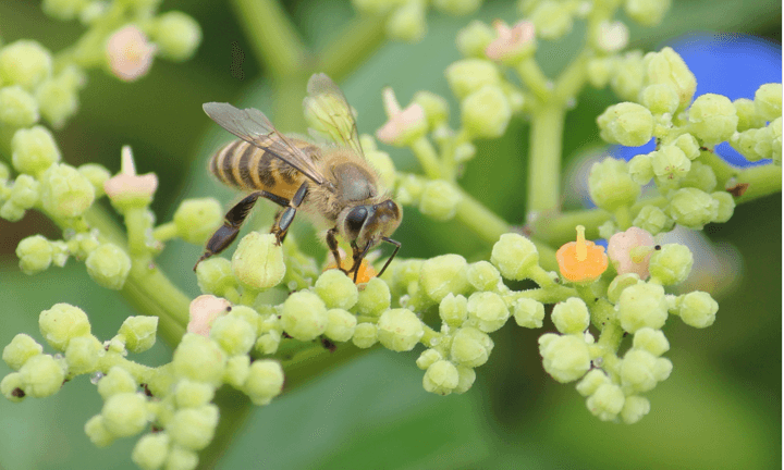 Japanese natural beekeeping