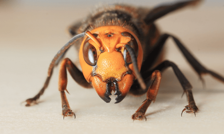 Japanese natural beekeeping